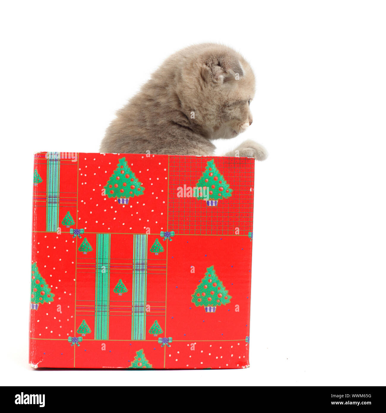 cat in gift box isolated on white background Stock Photo - Alamy
