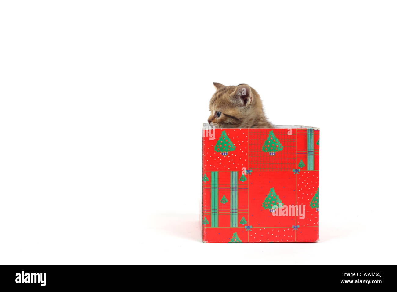 cat in gift box isolated on white background Stock Photo - Alamy