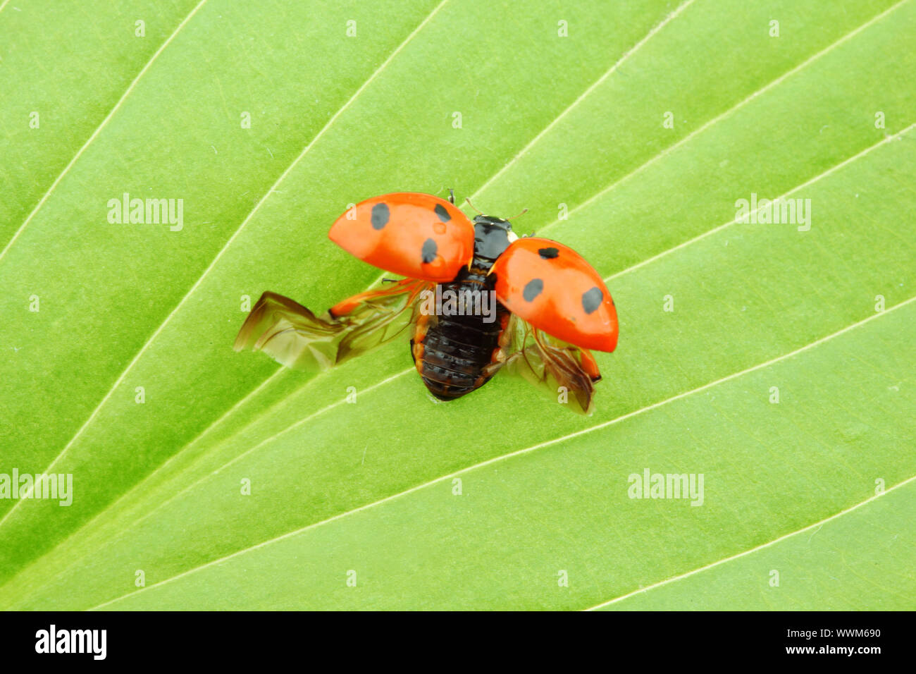 ladybug on big green leaf Stock Photo - Alamy