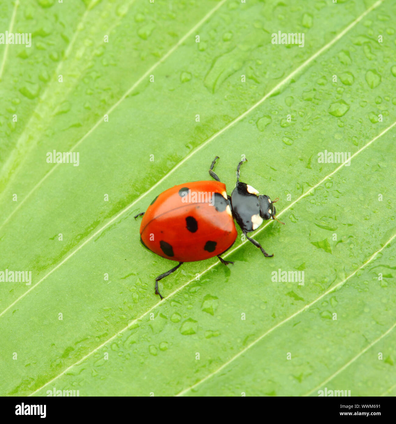 ladybug on big green leaf Stock Photo - Alamy