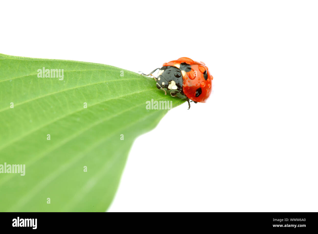 ladybug on big green leaf Stock Photo - Alamy