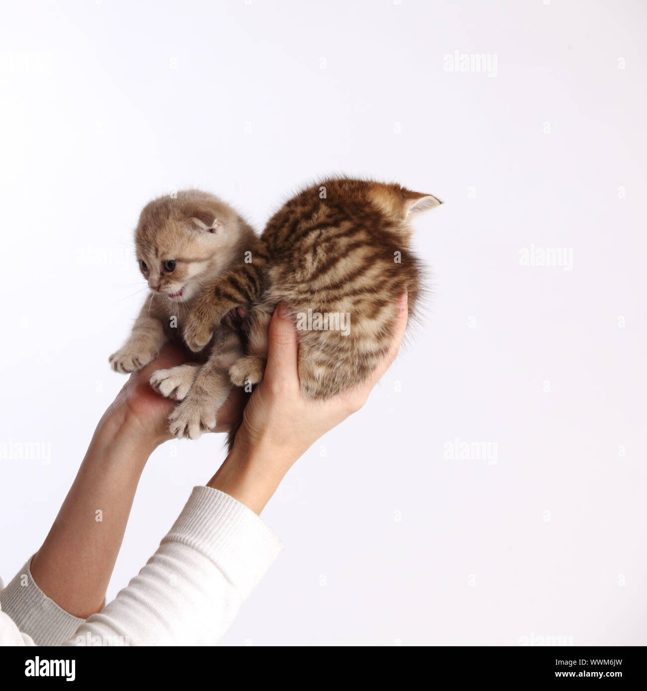 cat in hands isolated on white background Stock Photo - Alamy