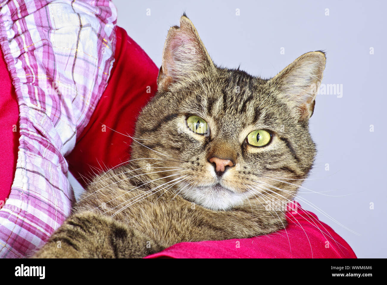 Cat on the arm Stock Photo - Alamy