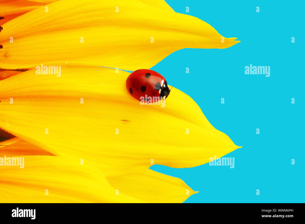 ladybug on sunflower blue background Stock Photo - Alamy