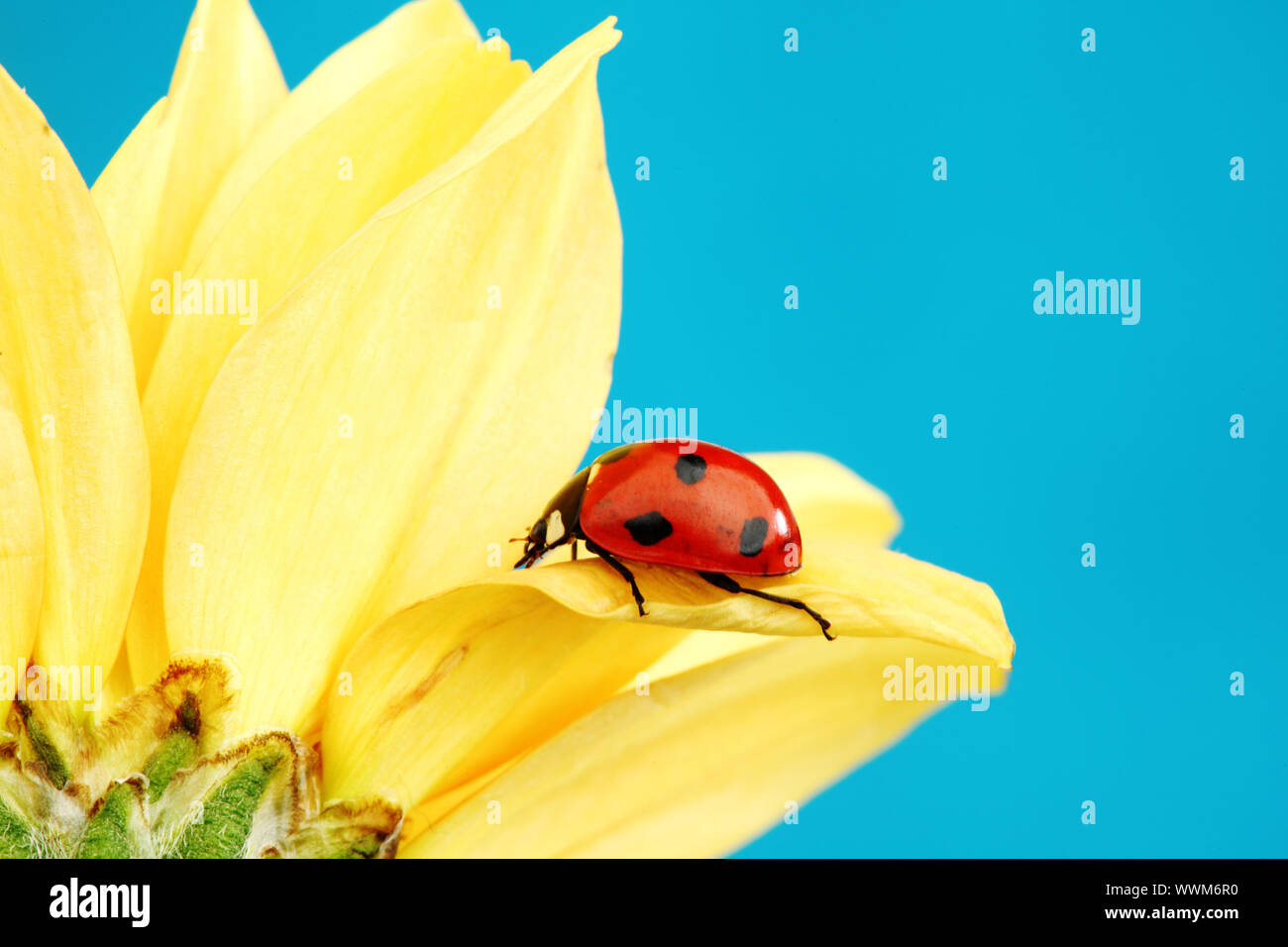 ladybug on sunflower blue background Stock Photo - Alamy