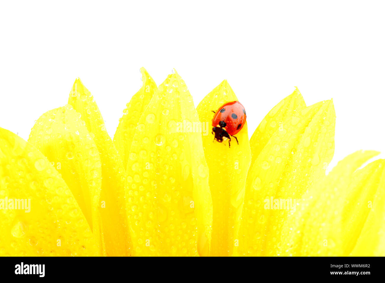 ladybug on sunflower isolated white background Stock Photo - Alamy