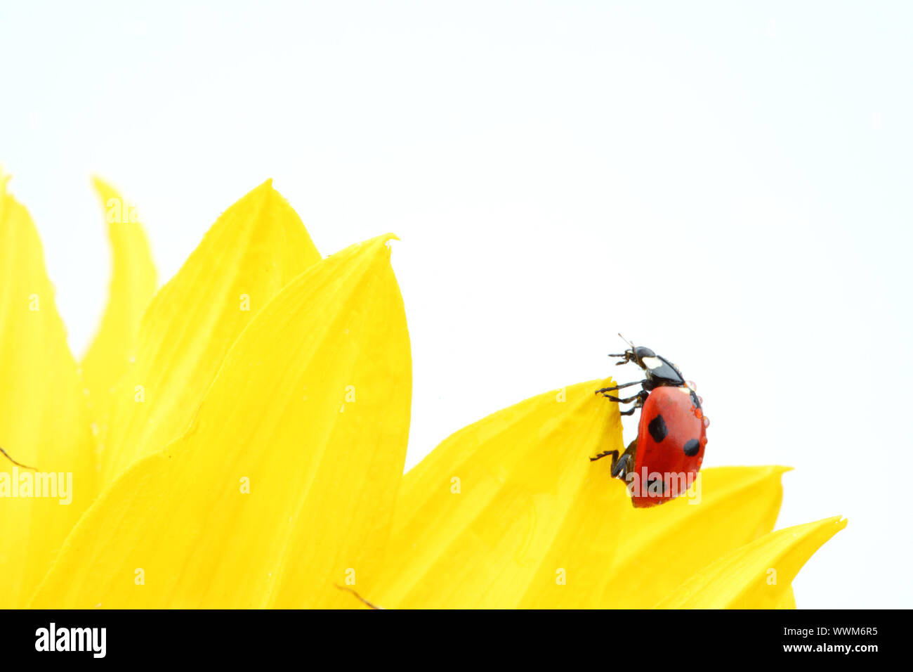 ladybug on sunflower isolated white background Stock Photo - Alamy