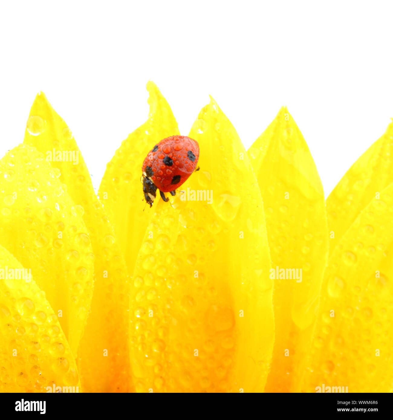 ladybug on sunflower isolated white background Stock Photo - Alamy