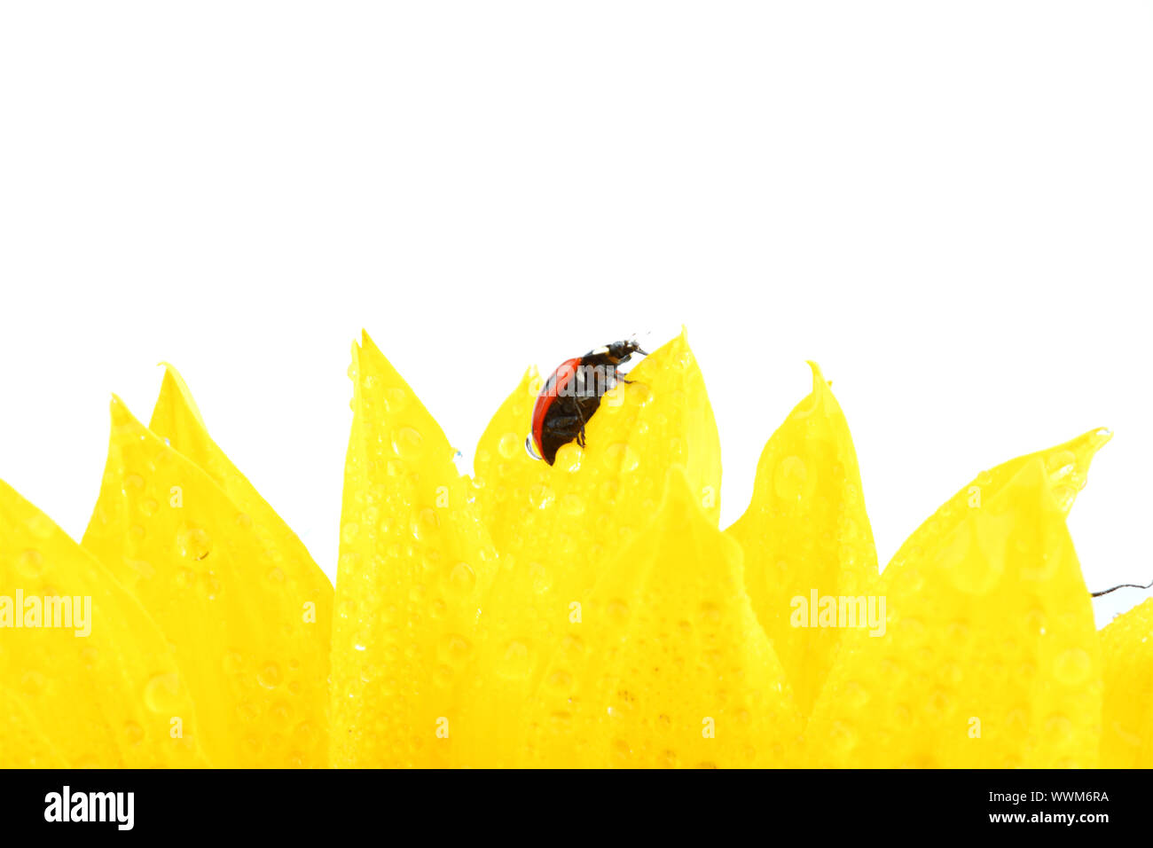 ladybug on sunflower isolated white background Stock Photo - Alamy