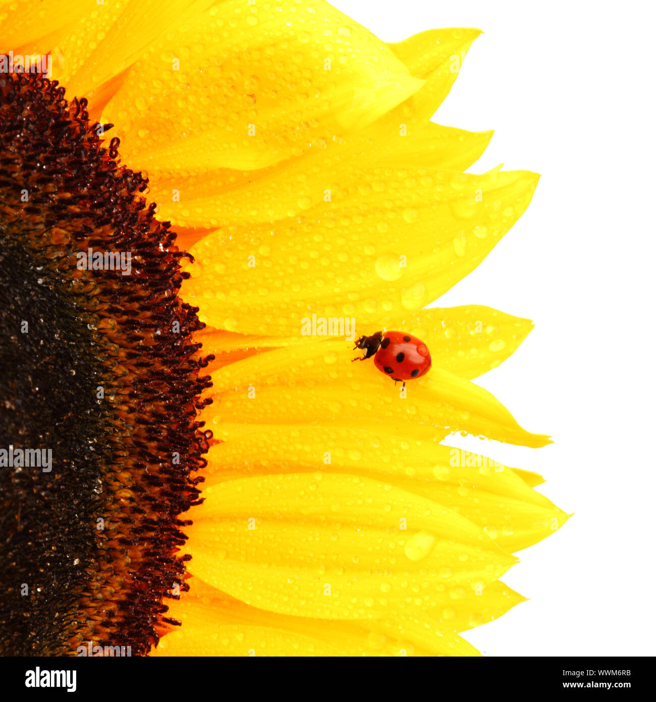 ladybug on sunflower isolated white background Stock Photo - Alamy