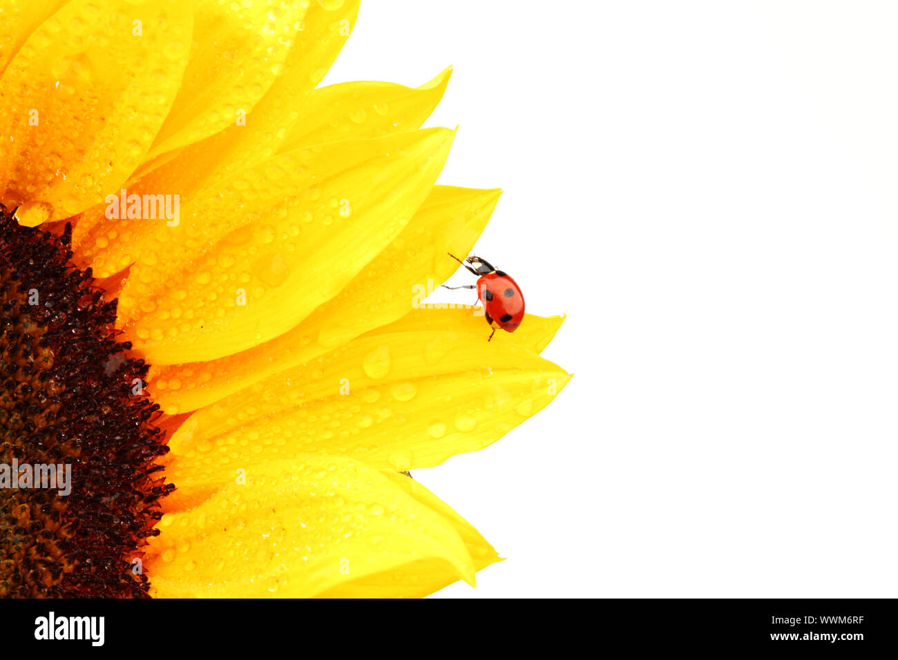 ladybug on sunflower isolated white background Stock Photo - Alamy
