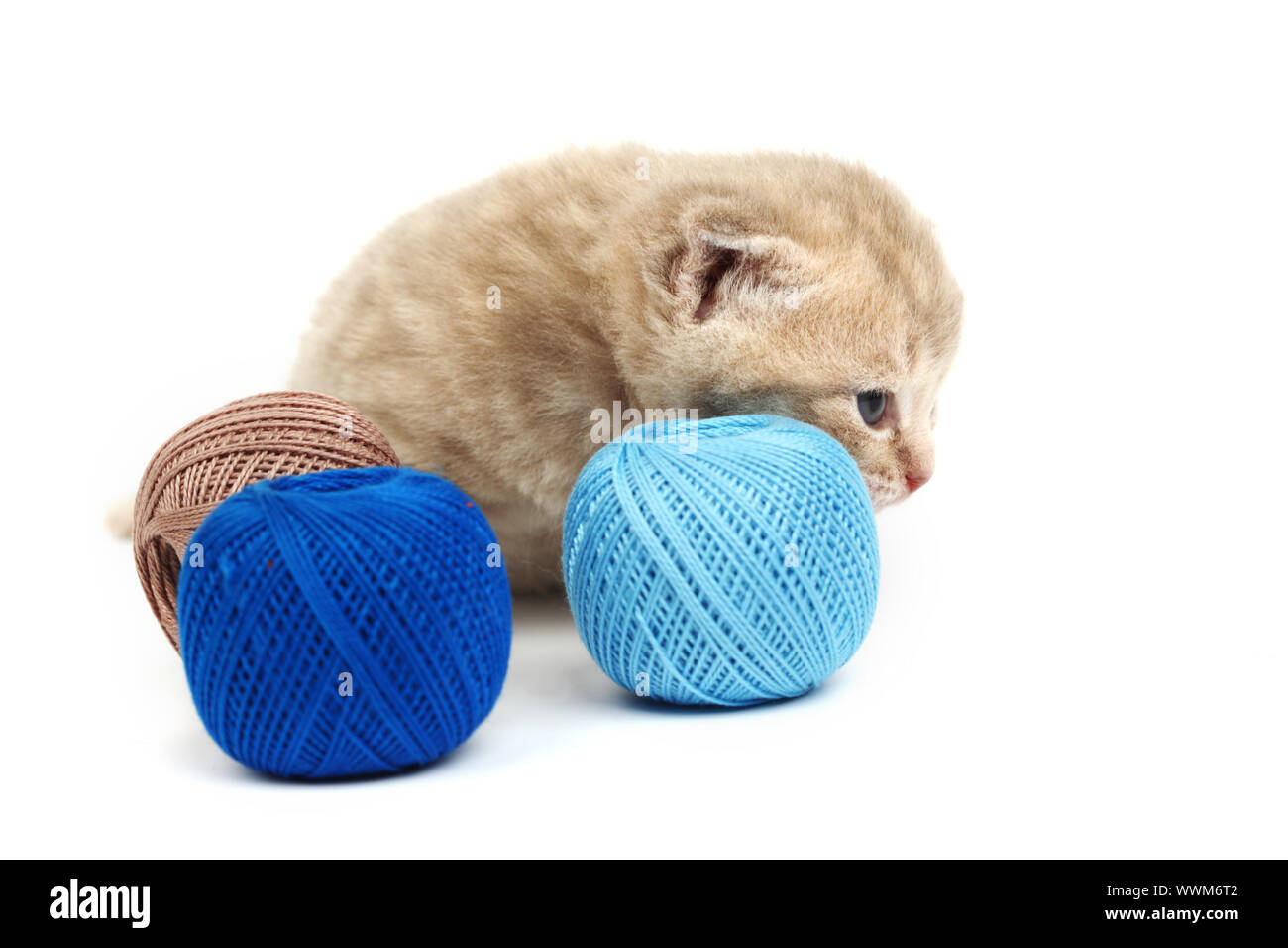 cat and blue wool ball isolated on white Stock Photo - Alamy