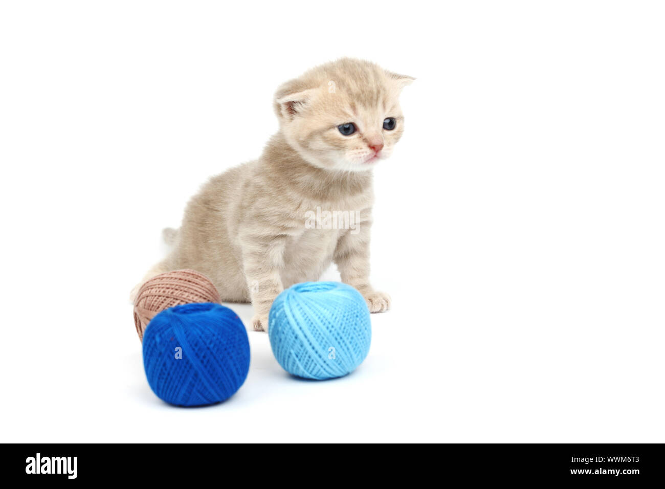 cat and blue wool ball isolated on white Stock Photo - Alamy