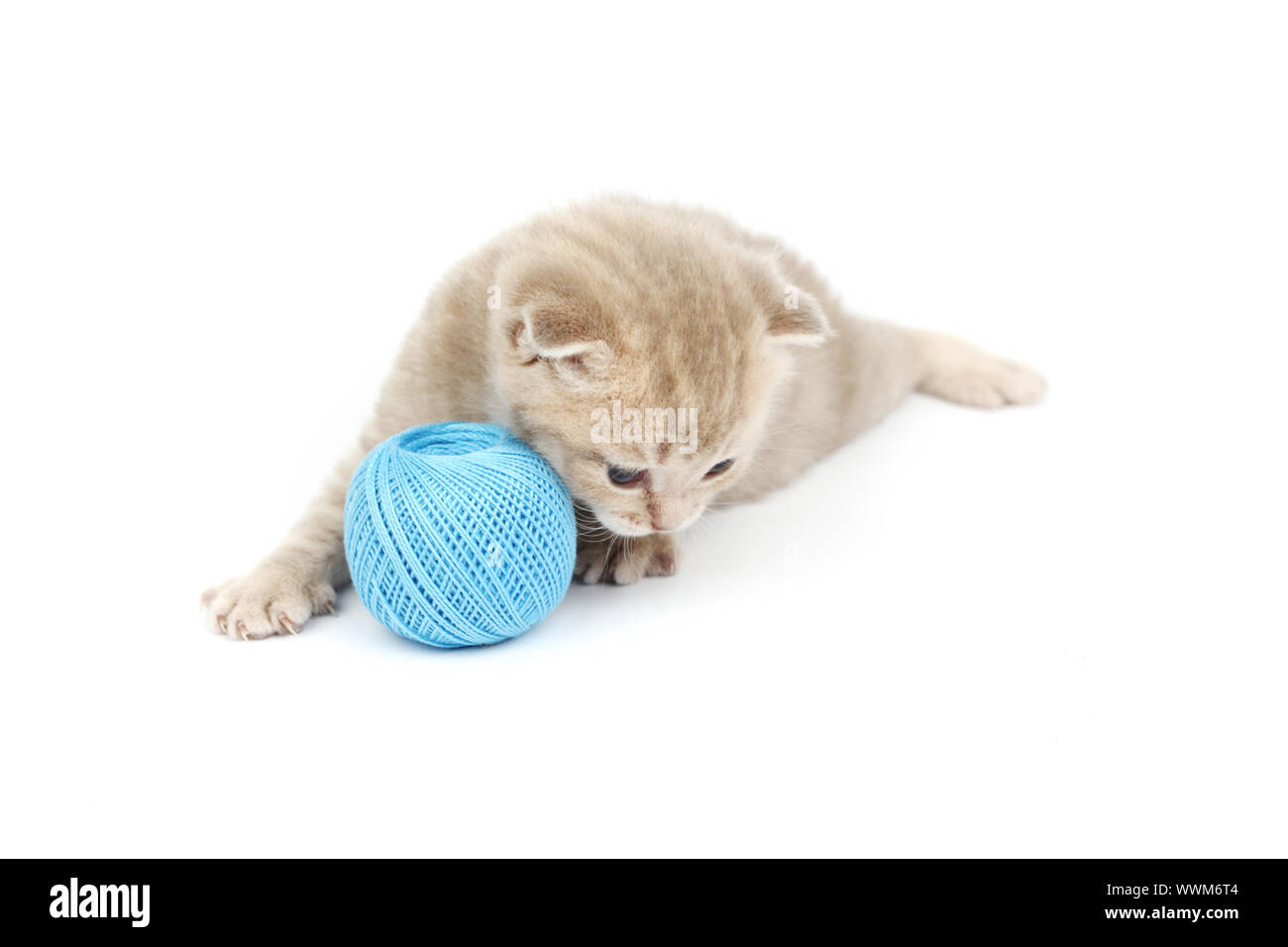 cat and blue wool ball isolated on white Stock Photo - Alamy