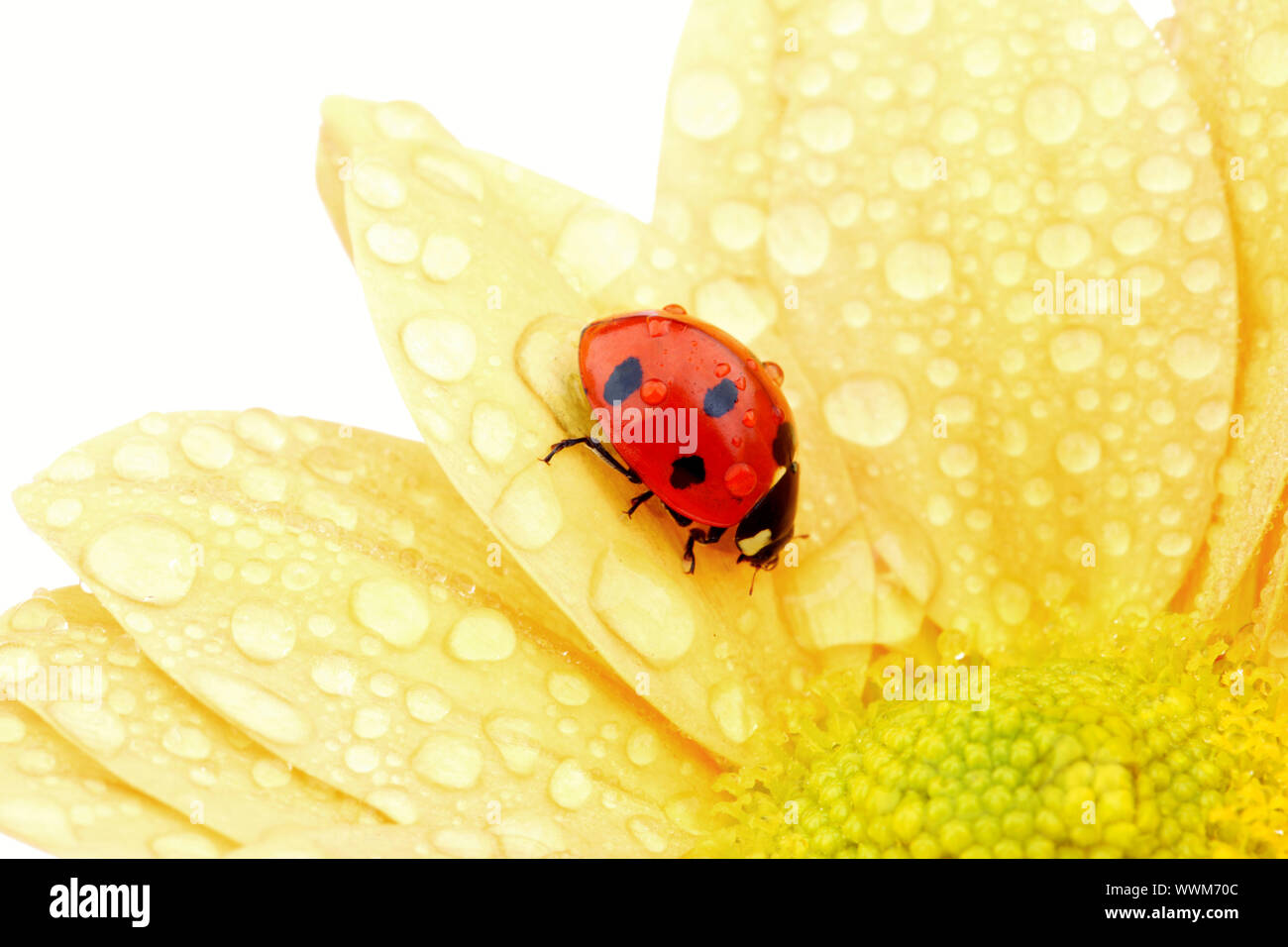 ladybug on yellow flower isolated white background Stock Photo - Alamy