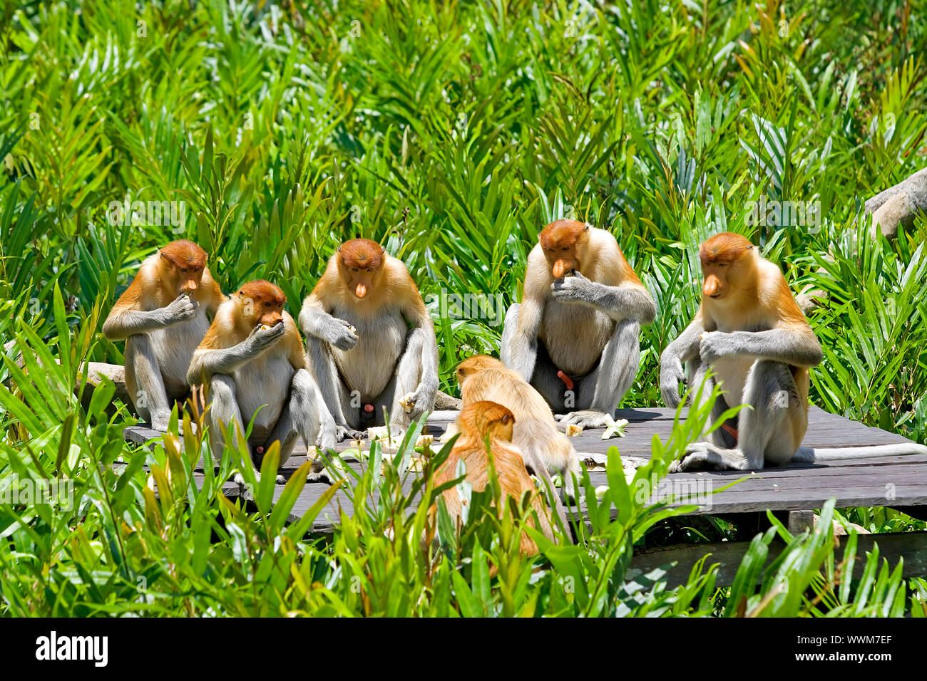 Proboscis monkeys eating in the mangrove, Kota Kinabalu Stock Photo - Alamy