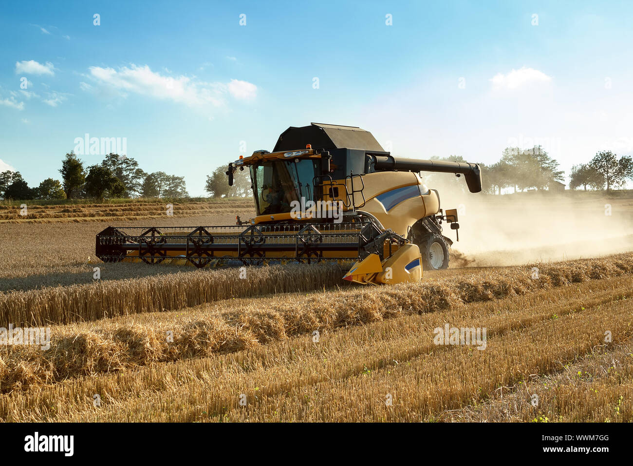 Yellow harvester combine on field harvesting gold wheat Stock Photo - Alamy