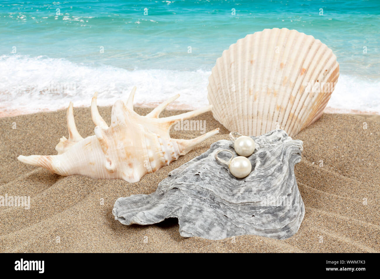 Jewel box shell hi-res stock photography and images - Alamy