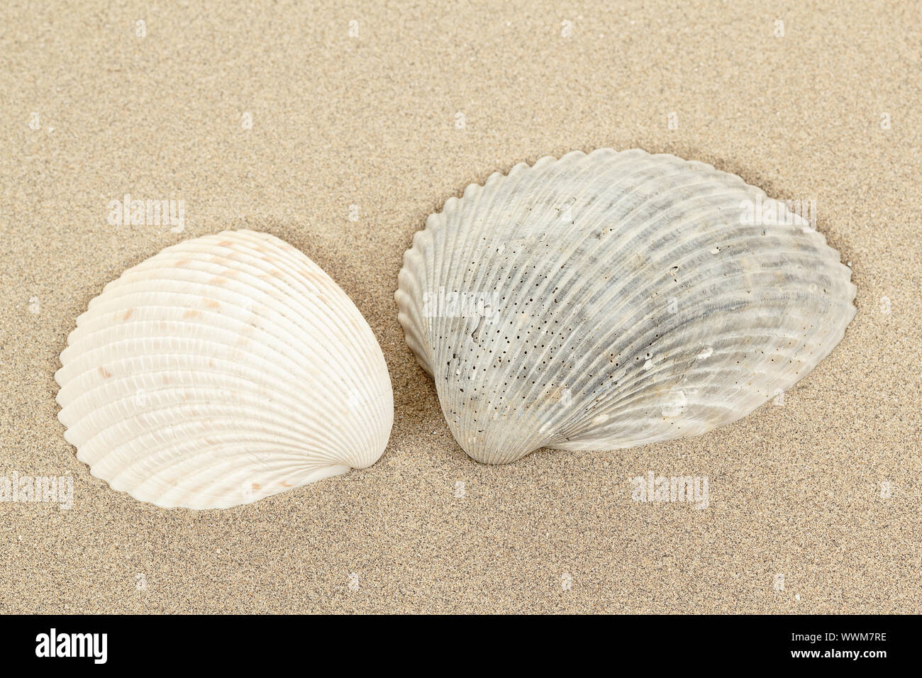 two seashell in sand Stock Photo - Alamy