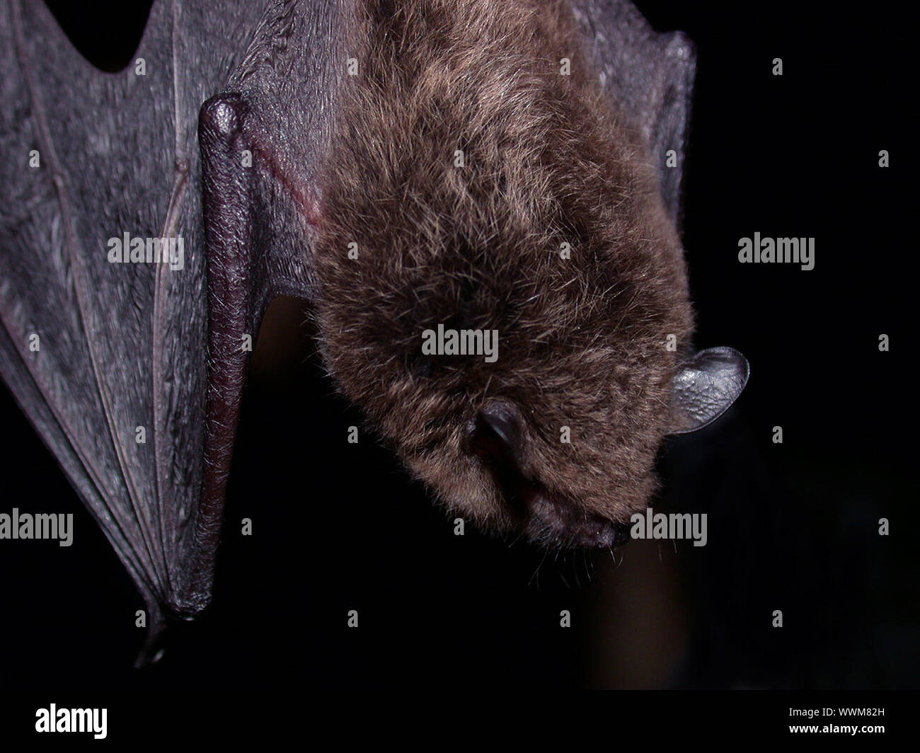 Capaccinii hi-res stock photography and images - Alamy