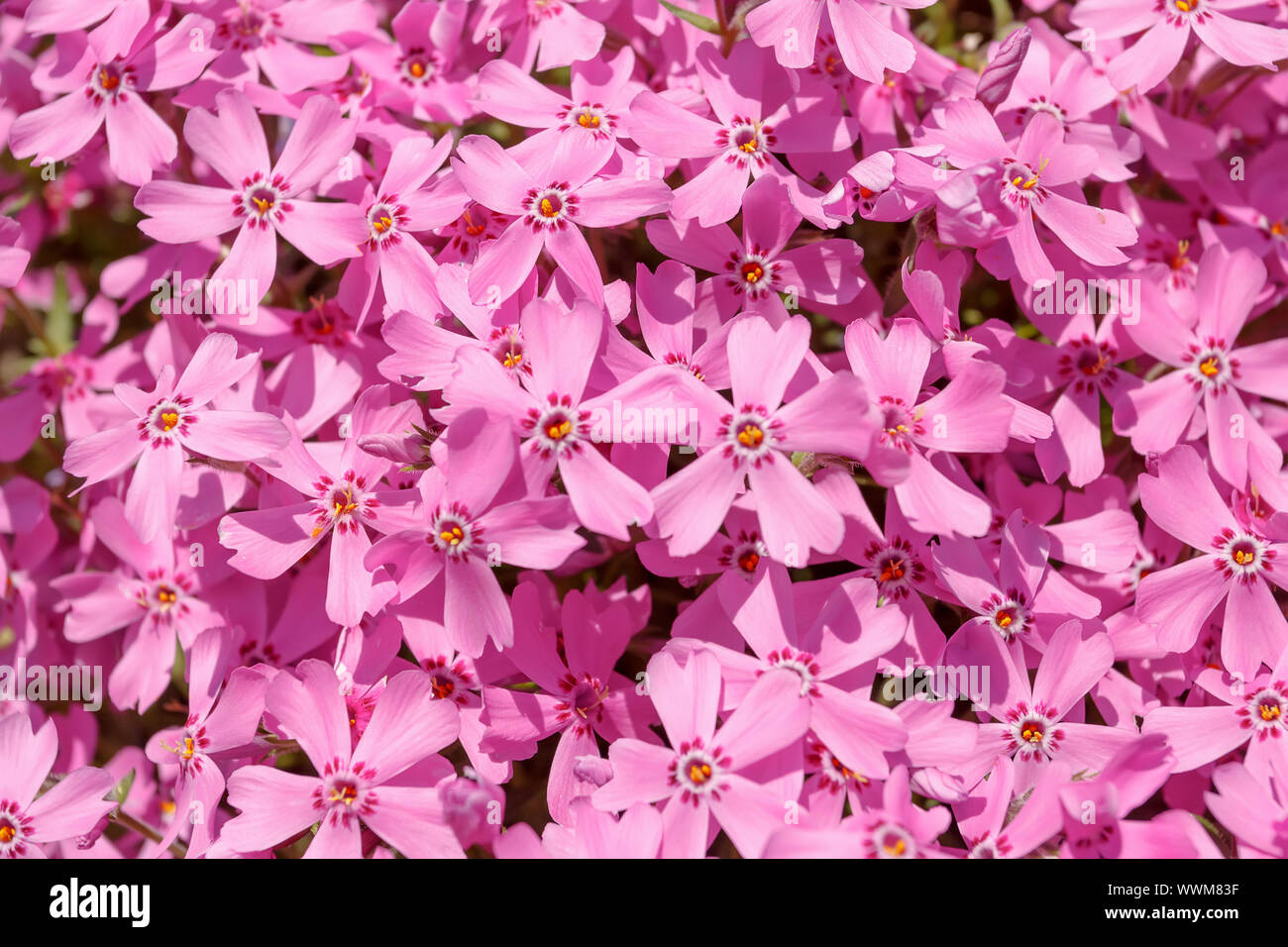 pink flowers background or backdrop Stock Photo - Alamy
