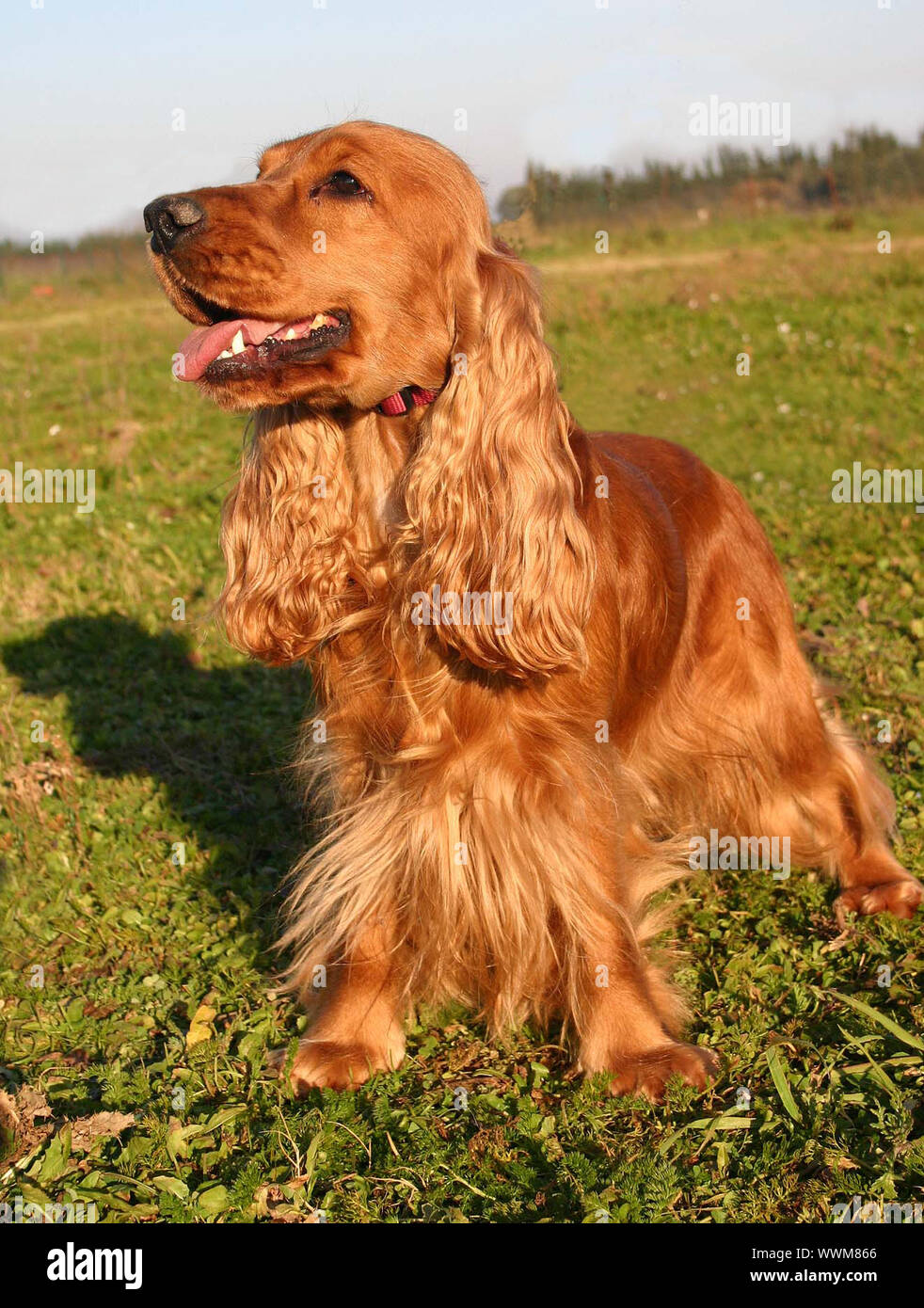 portrait of purebred cocker spaniel or english cocker in a field Stock ...