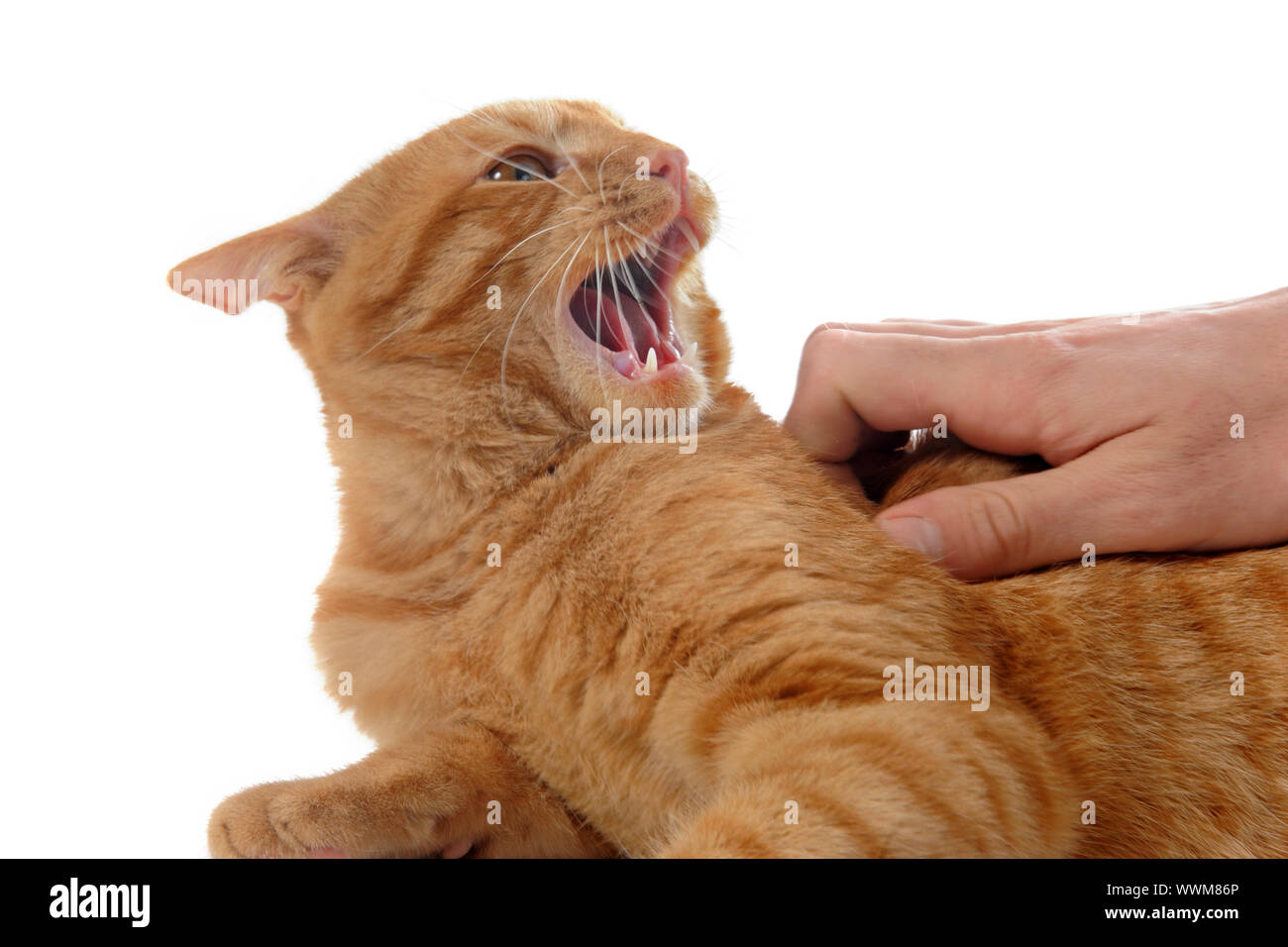aggressive ginger cat and hand of veterinary in front of white ...
