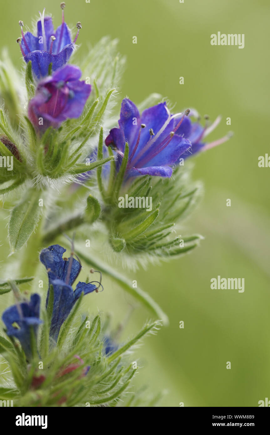 Sony macro hi-res stock photography and images - Alamy