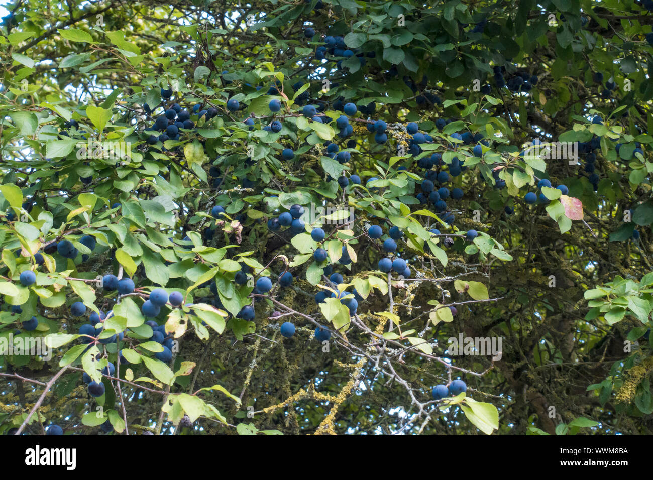 Black thorn sloe hi-res stock photography and images - Alamy