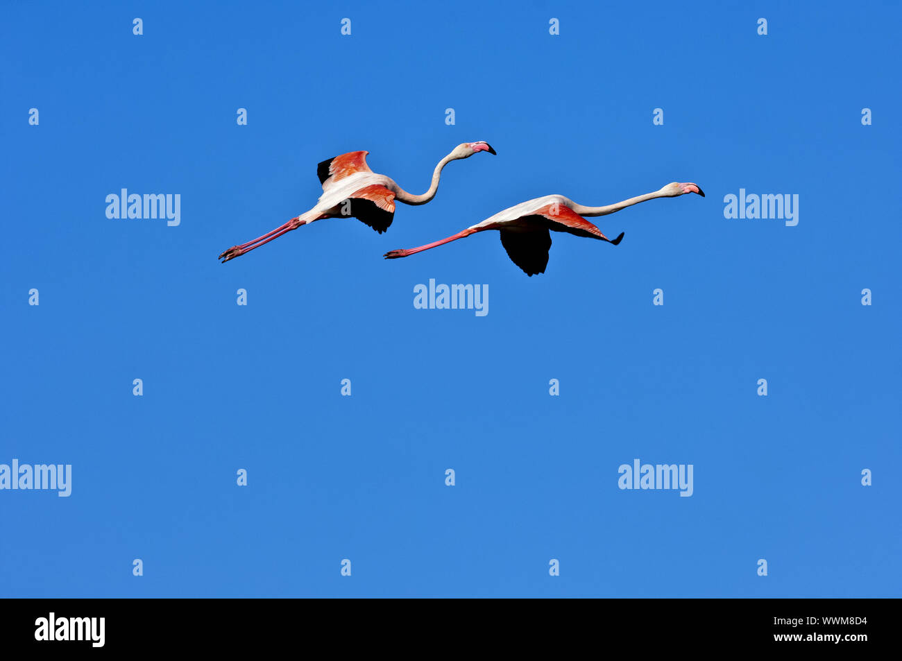 Mit den flugeln schlagen hi-res stock photography and images - Alamy