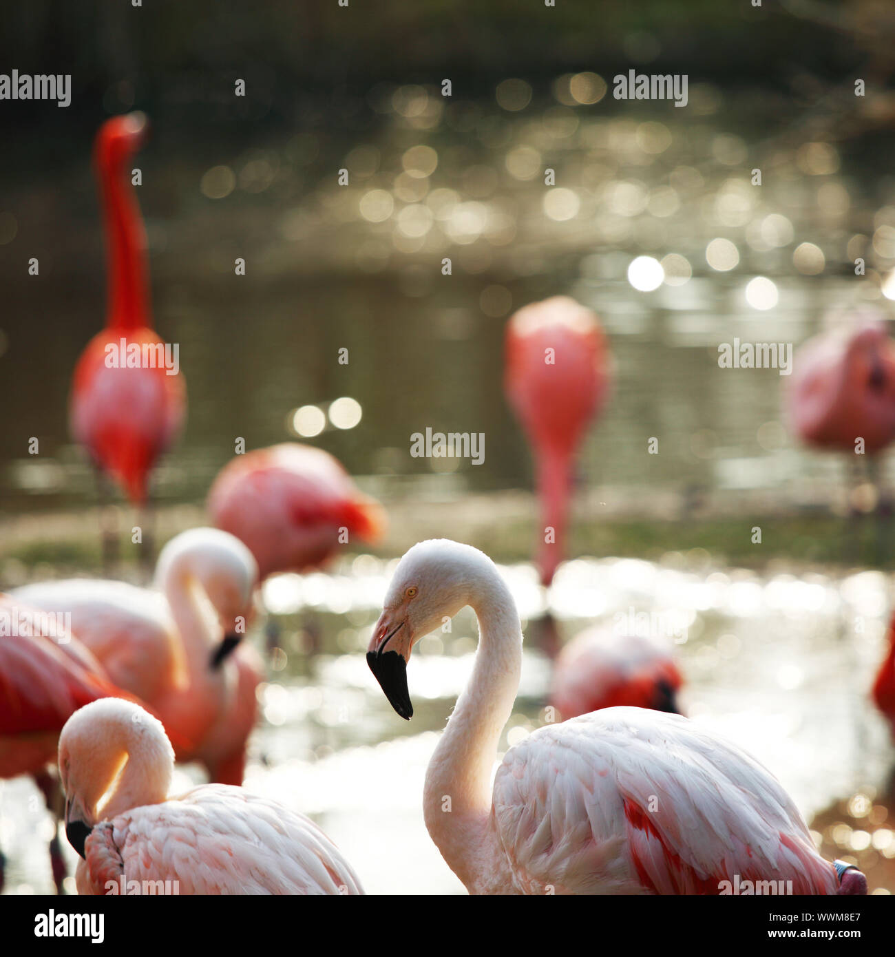 pink flamingo in zoo close up Stock Photo - Alamy