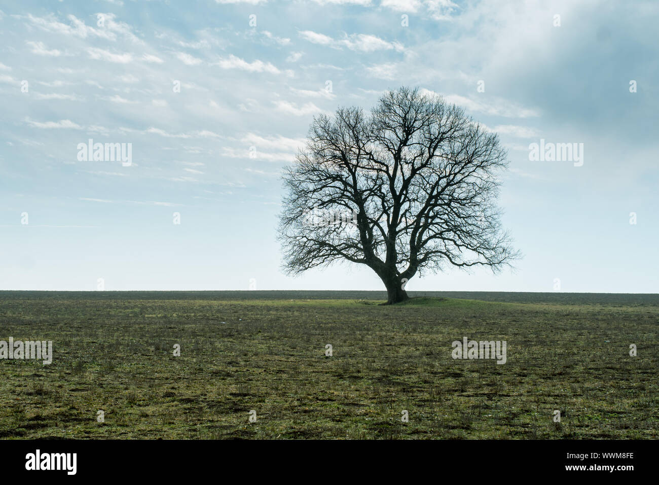 Lonely big tree on meadow landscape. Gloomy and sad field view ...