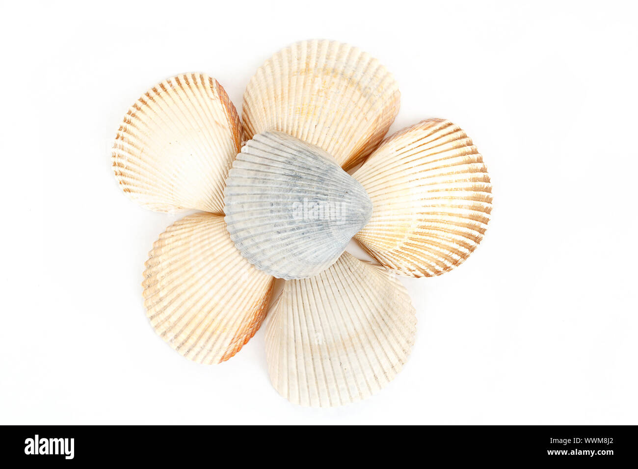 Beautiful sea shells close up white Stock Photo - Alamy