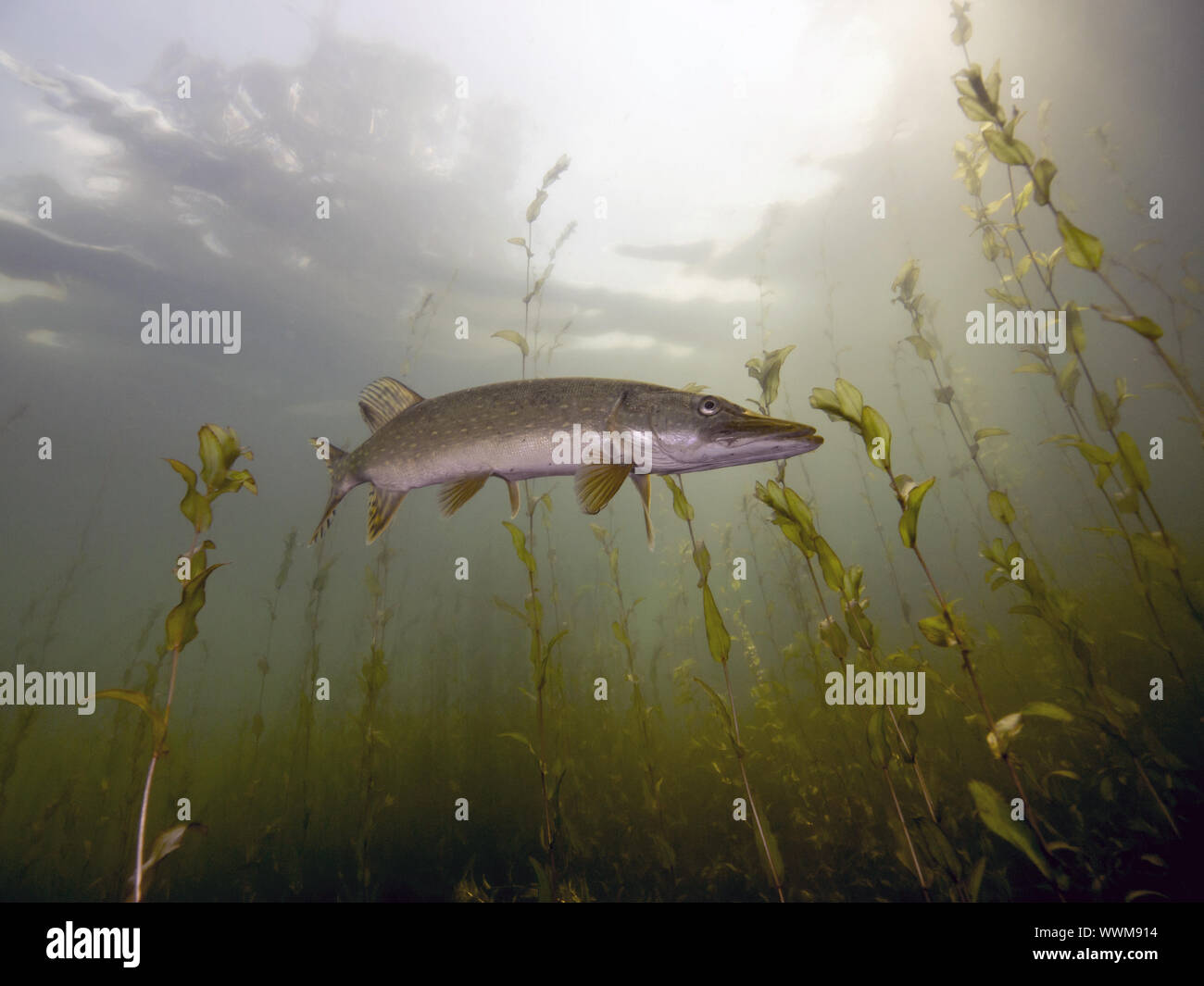 Predator pike hi-res stock photography and images - Alamy
