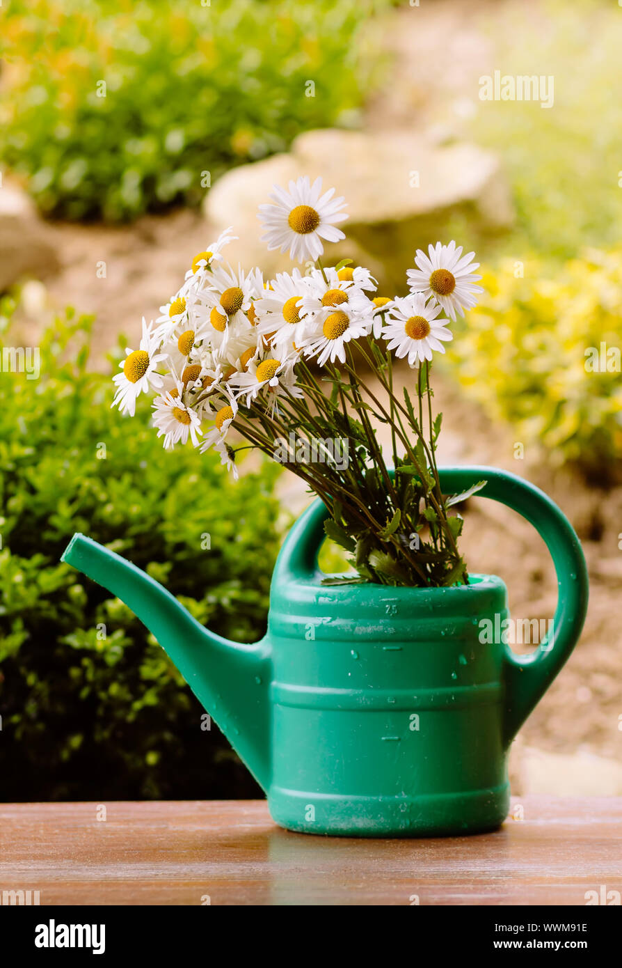 daisy flower in garden watering can Stock Photo - Alamy