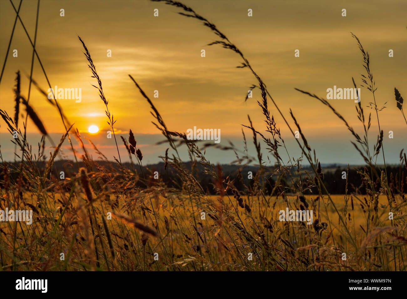 summer sunset over grass field Stock Photo - Alamy