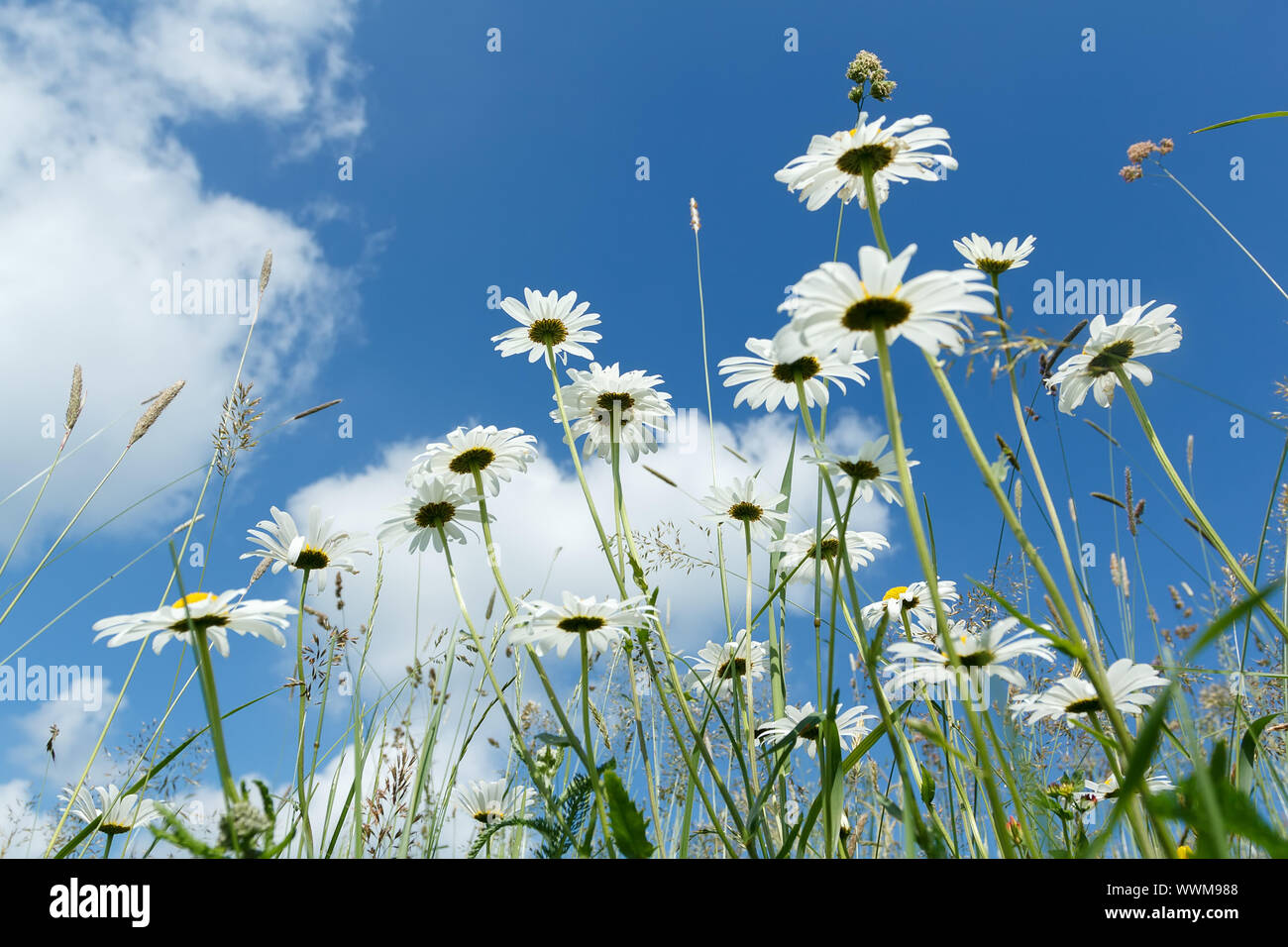 daisy flower field Stock Photo - Alamy