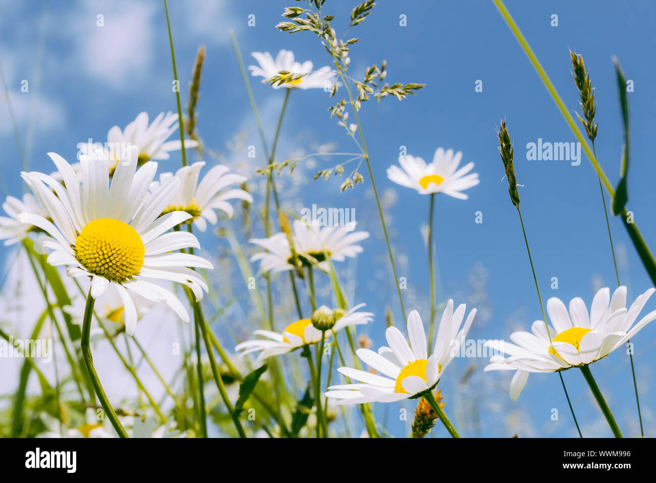 daisy flower field Stock Photo - Alamy