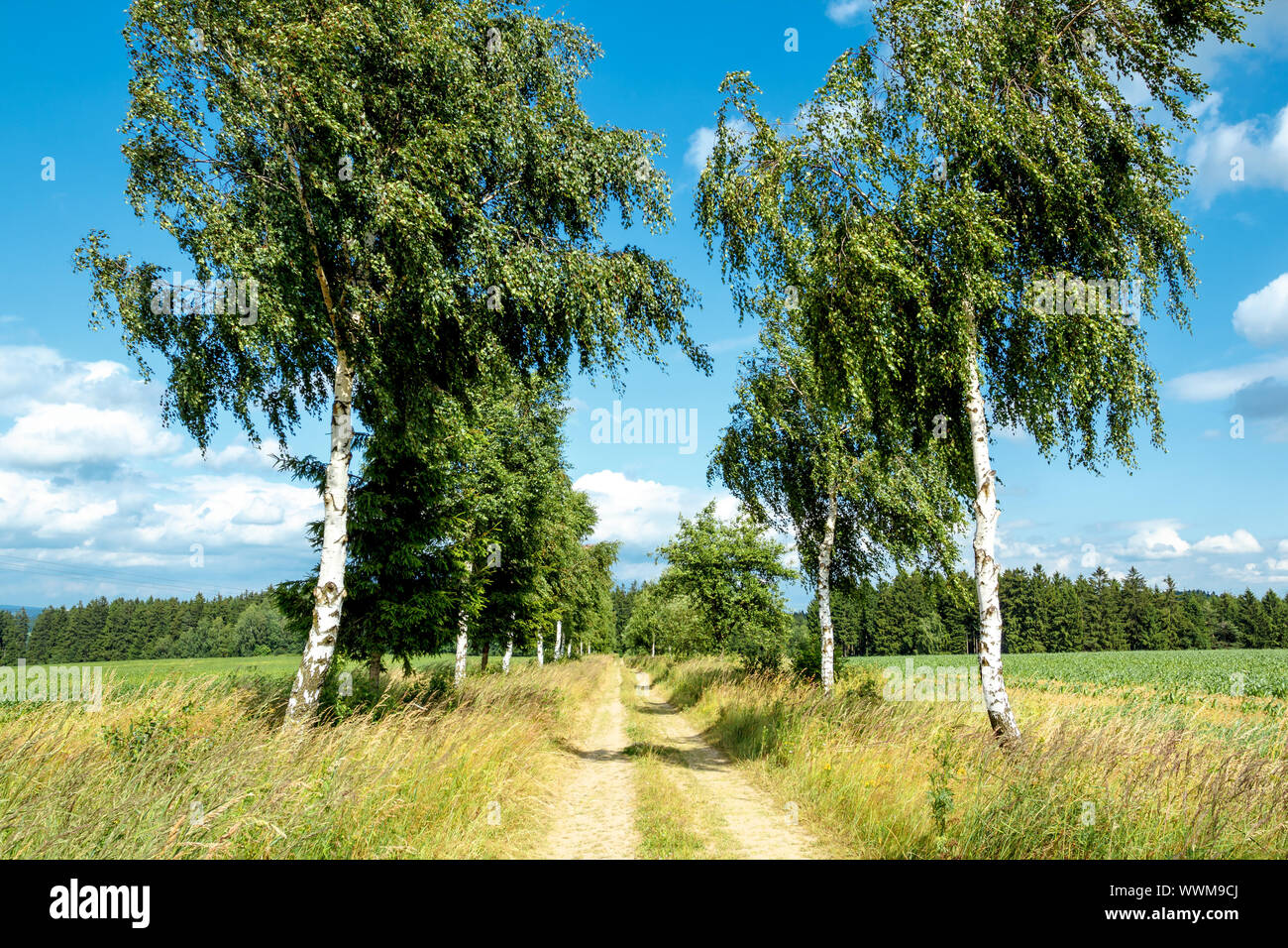 rural path with birch trees next to meadows Stock Photo - Alamy