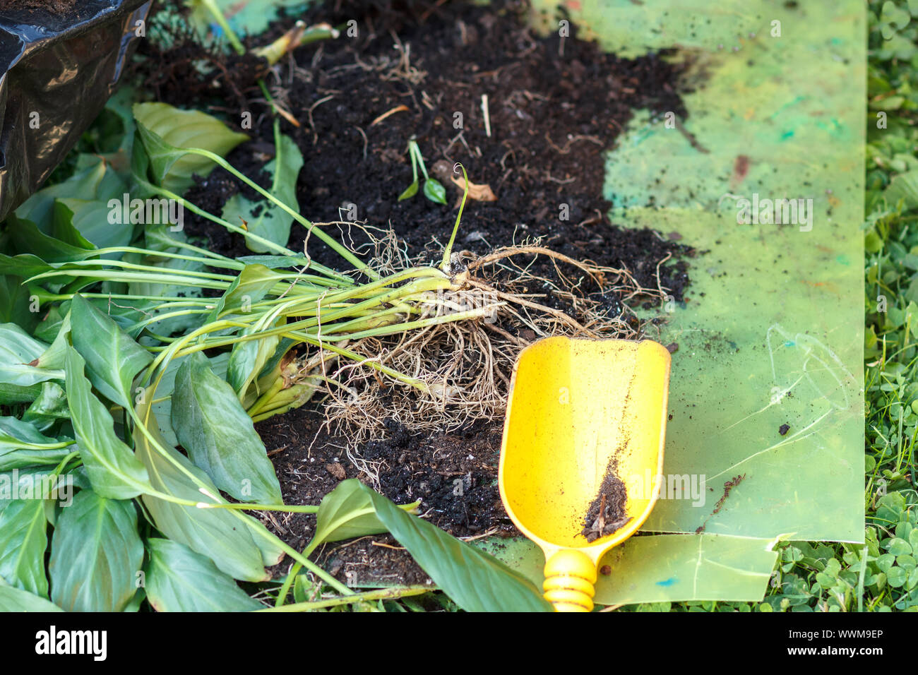 Replanting activity hi-res stock photography and images - Alamy