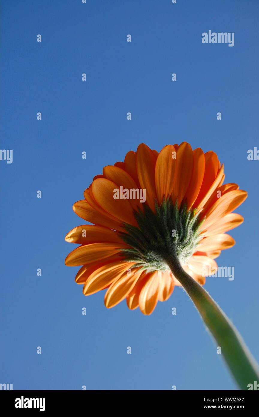 gerbera daisy from below under blue sky in summer Stock Photo - Alamy