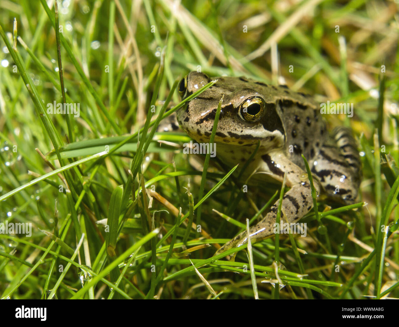 European common frog hi-res stock photography and images - Alamy