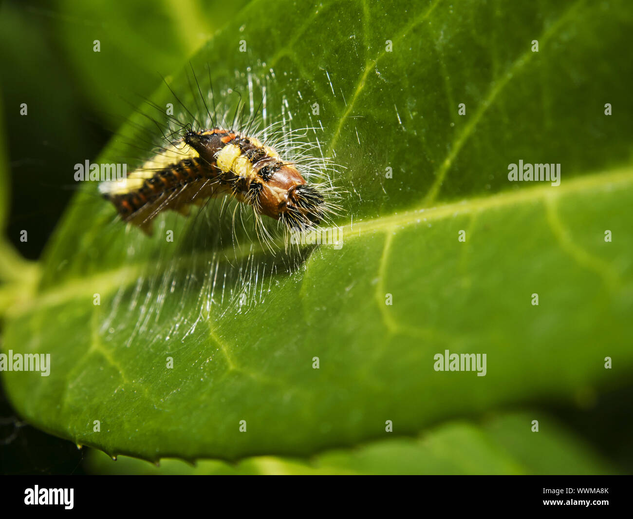 Grey Dagger larva Stock Photo - Alamy