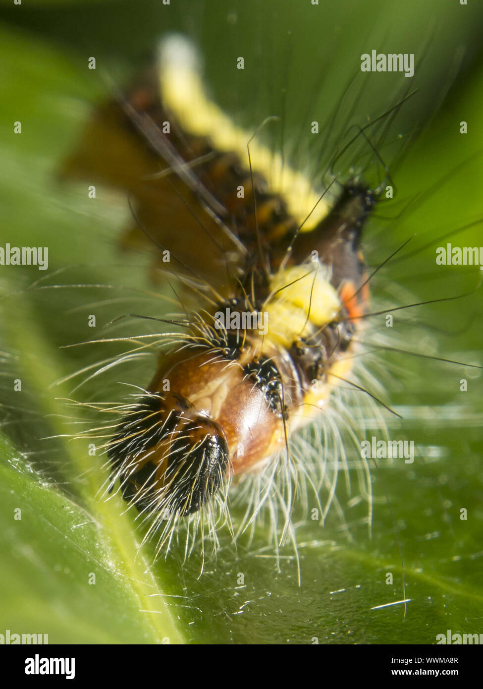 Larva dagger hi-res stock photography and images - Alamy