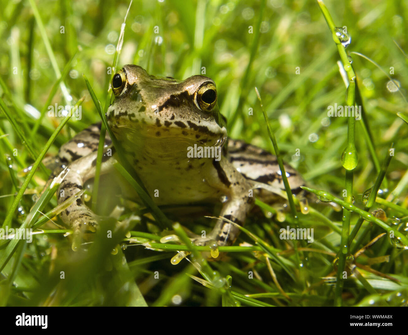 Frog brown frog hi-res stock photography and images - Alamy