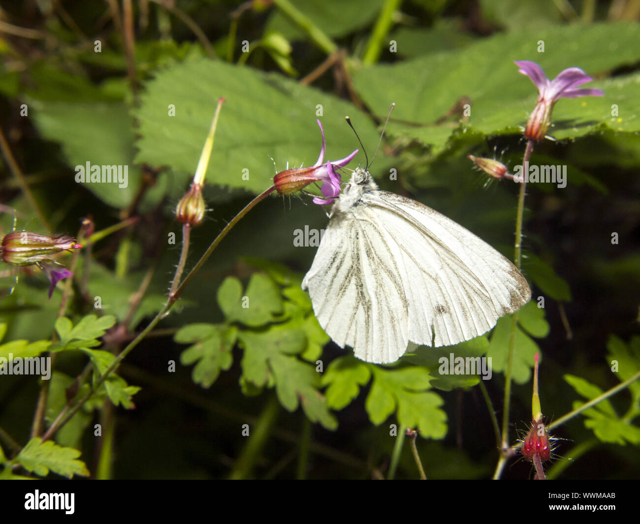 Pieris napi butterfly hi-res stock photography and images - Alamy