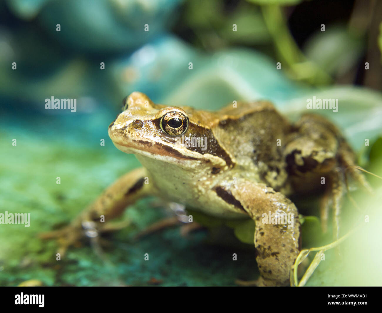 European common frog Stock Photo - Alamy