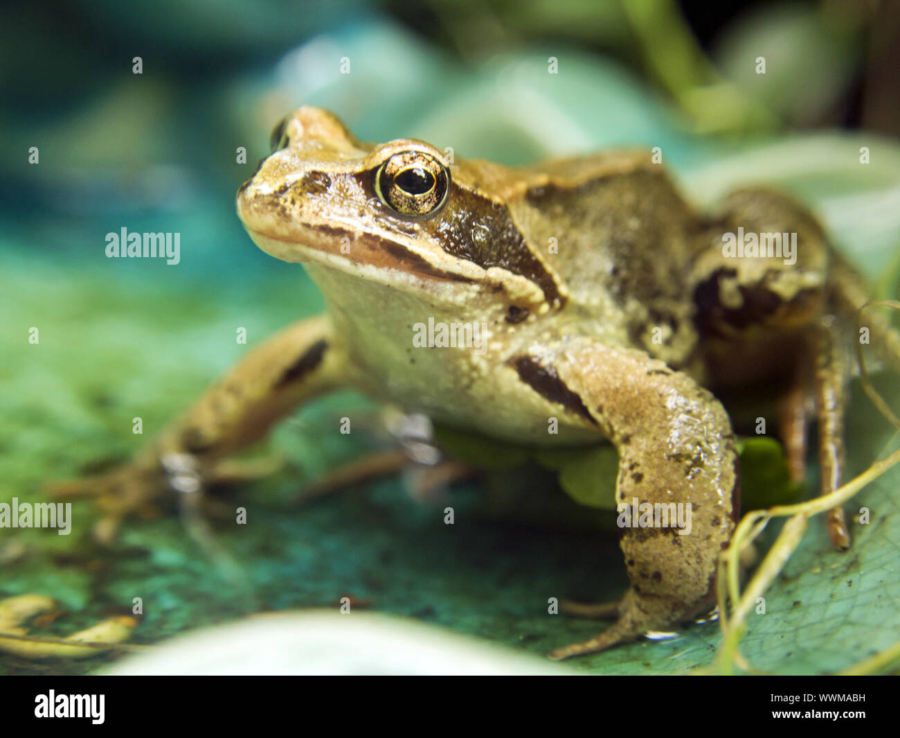 European common frog Stock Photo - Alamy