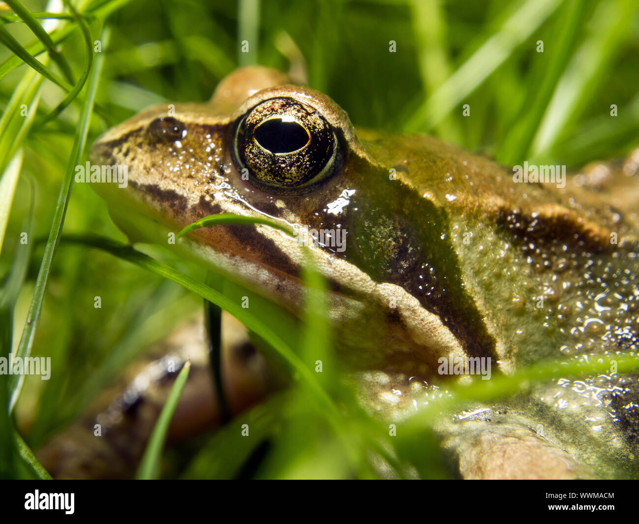 European common frog Stock Photo - Alamy