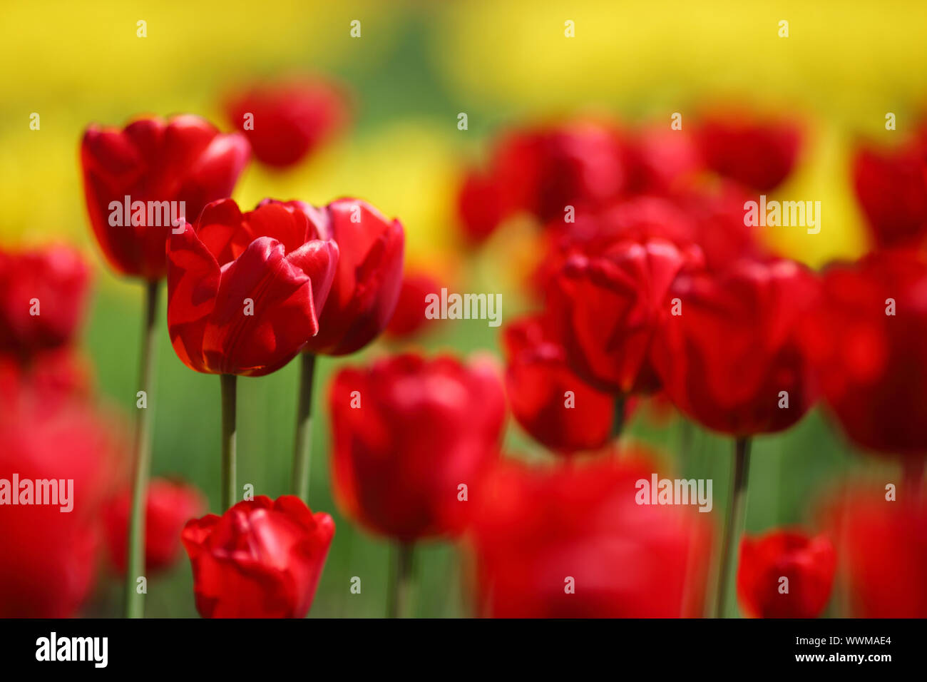 red tulips close up Stock Photo - Alamy